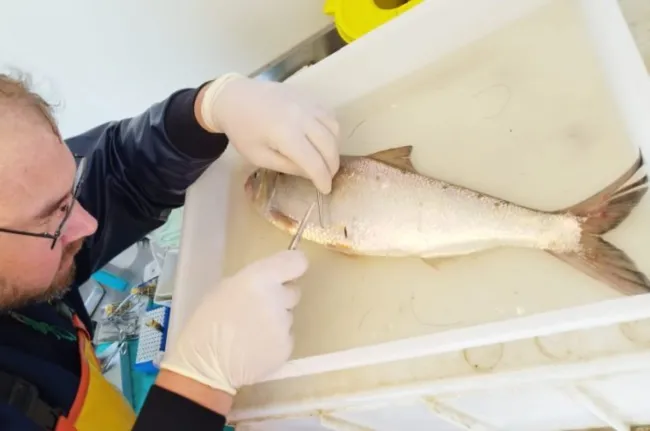 Onderzoekers volgen zeldzame vis met geluidszender | ATKB